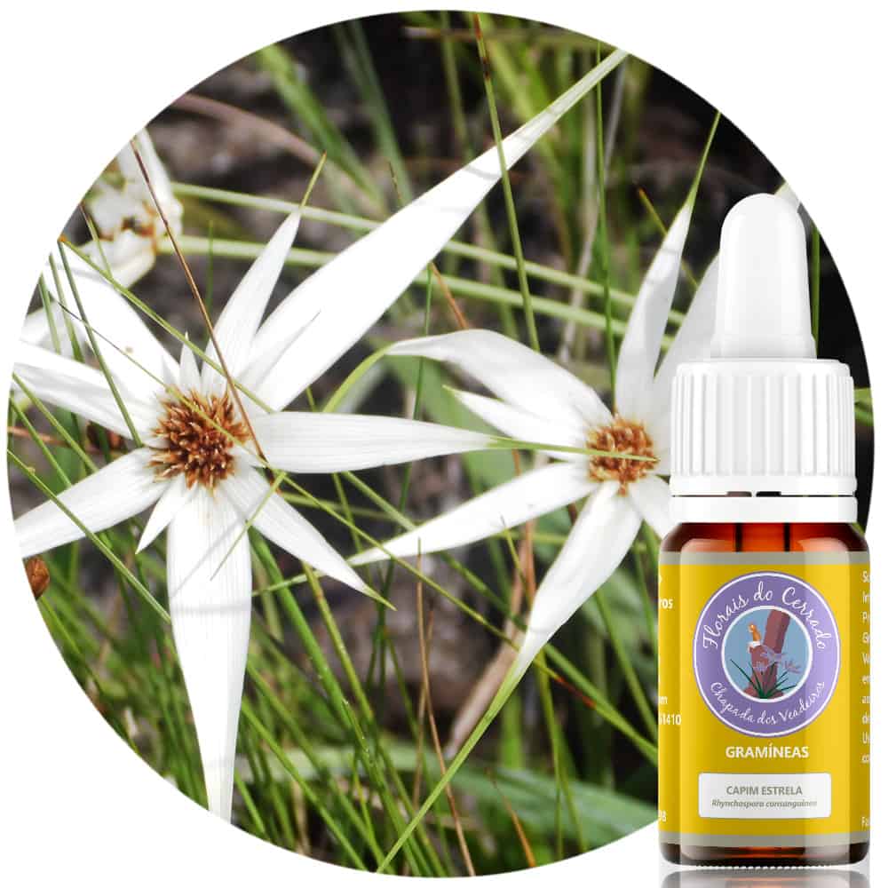 Capim Estrela 20 ml - Florais do Cerrado - Essências e Perfumes ...